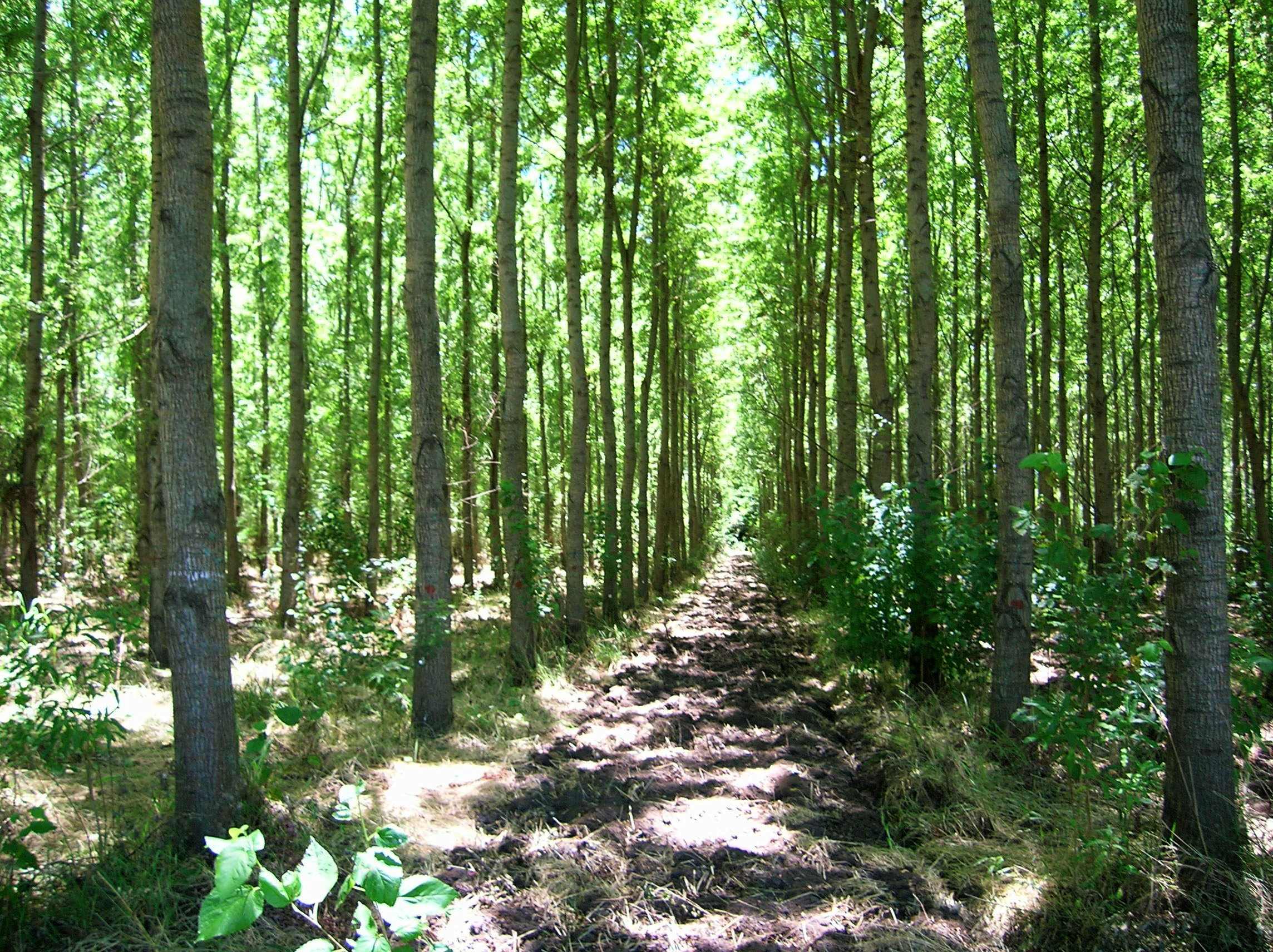 El potencial del sauce | El Universitario